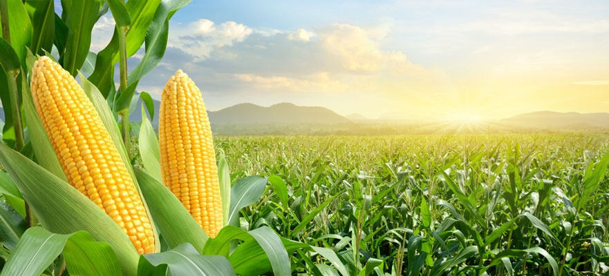 GRATYKEM FARMS – Cultivating a Sustainable Future for the Nigerian Food ...